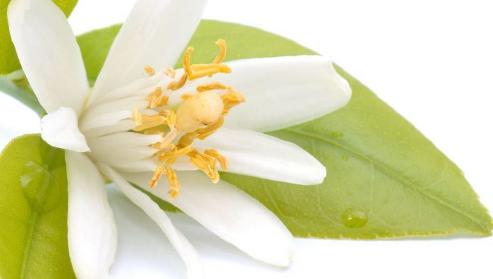 Extracto de azahar | Propiedades y para qué sirve